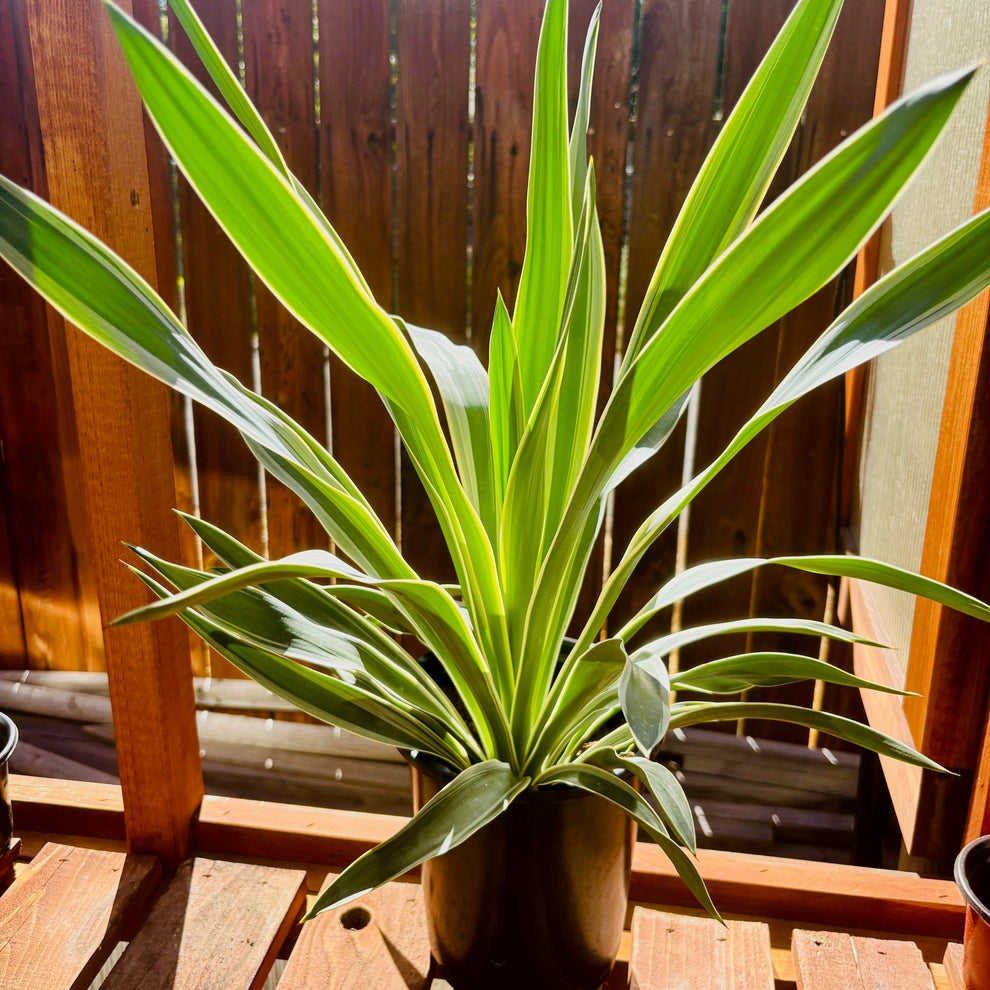 Yucca gloriosa 'Variegata' Spanish Dagger COLD HARDY – Desertscape Nursery