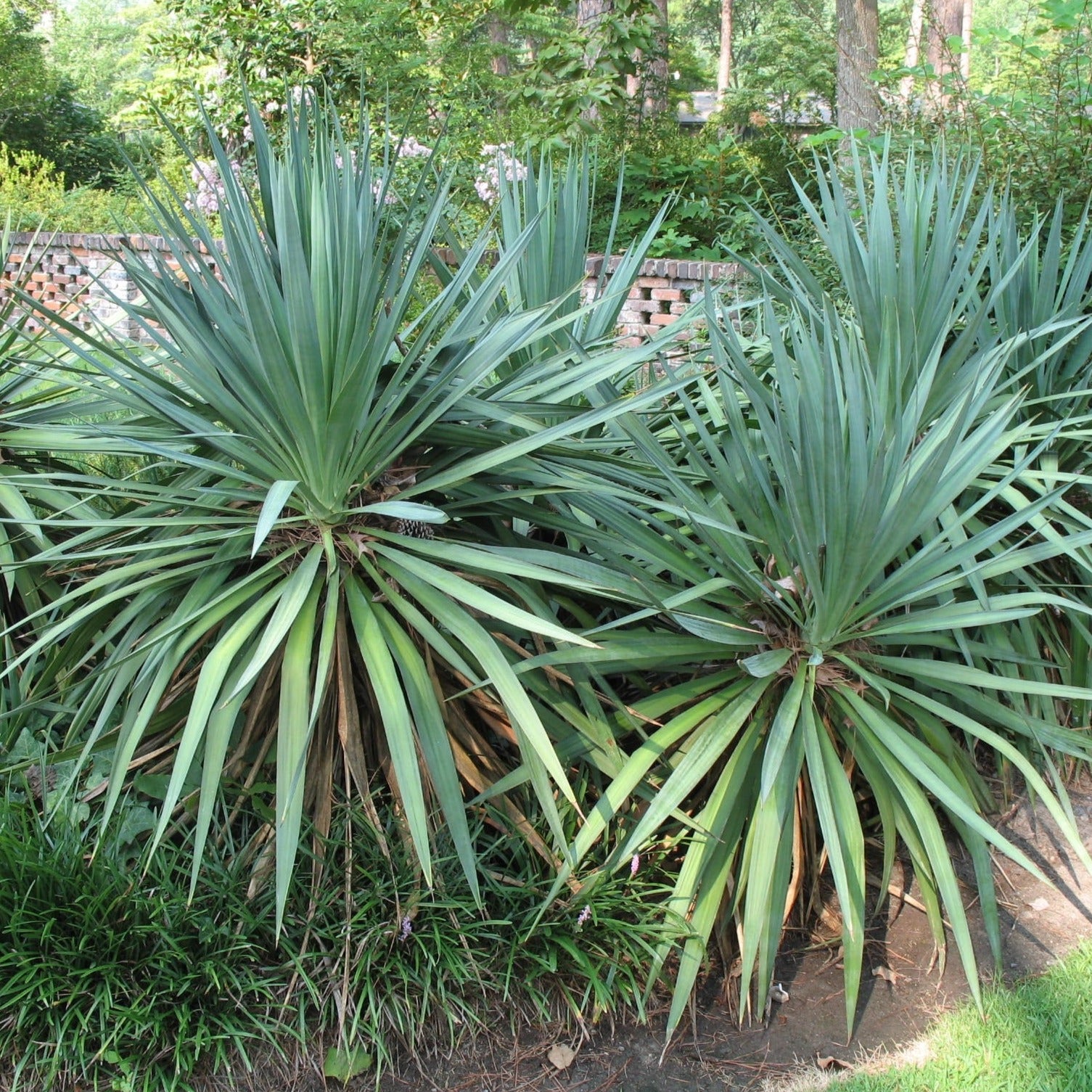 Yucca gloriosa 'Green' - Spanish Dagger COLD HARDY – Desertscape Nursery