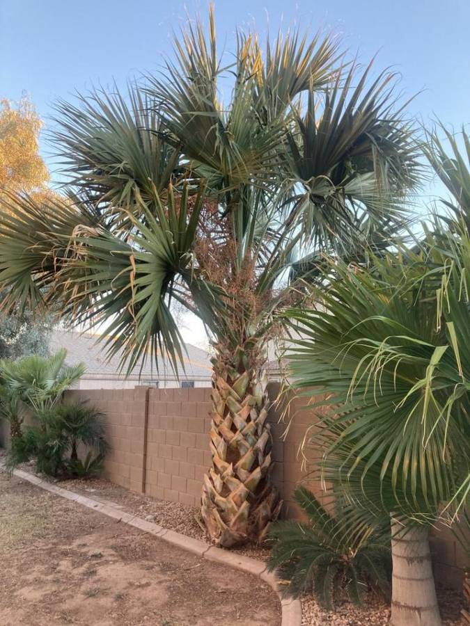 Sabal blackburniana ‘Blackburns Sabal’ Palm Tree - COLD HARDY ...