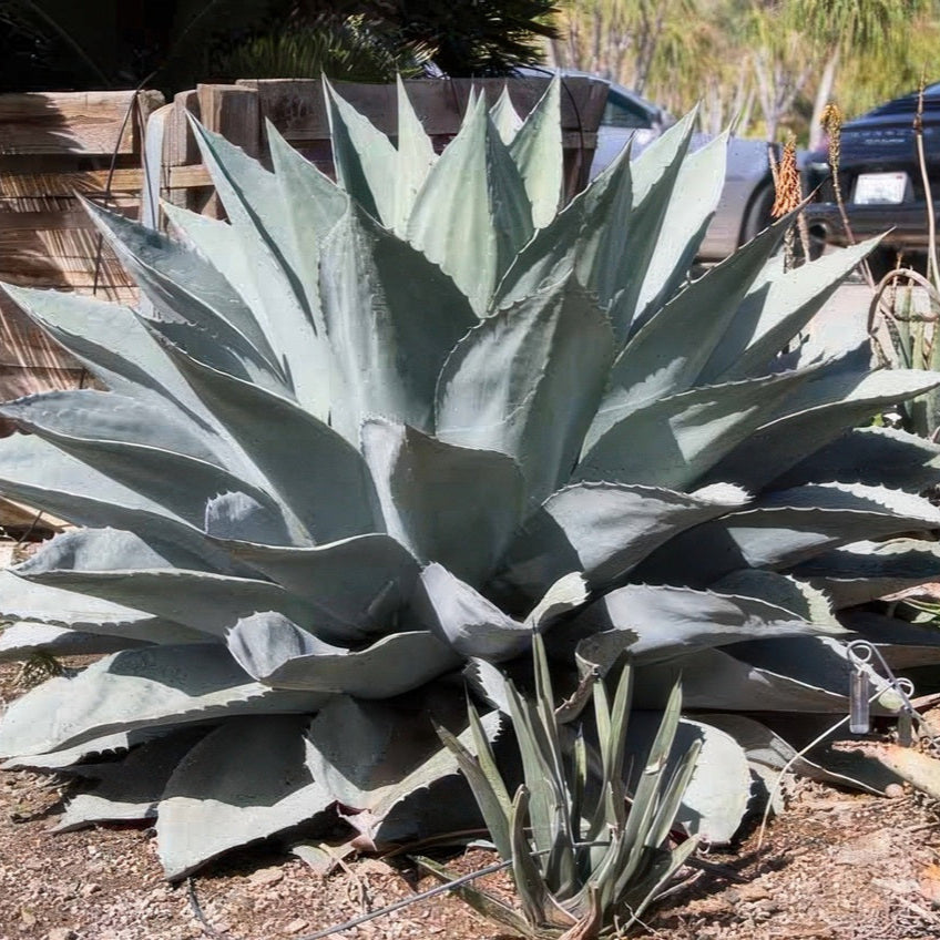 Agave ovatifolia 'Oregon Blue' Century Plant - COLD HARDY ...