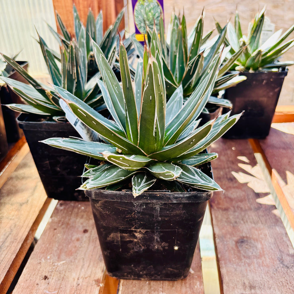 Agave victoriae-reginae 'Porcupine' Century Plant - COLD HARDY ...