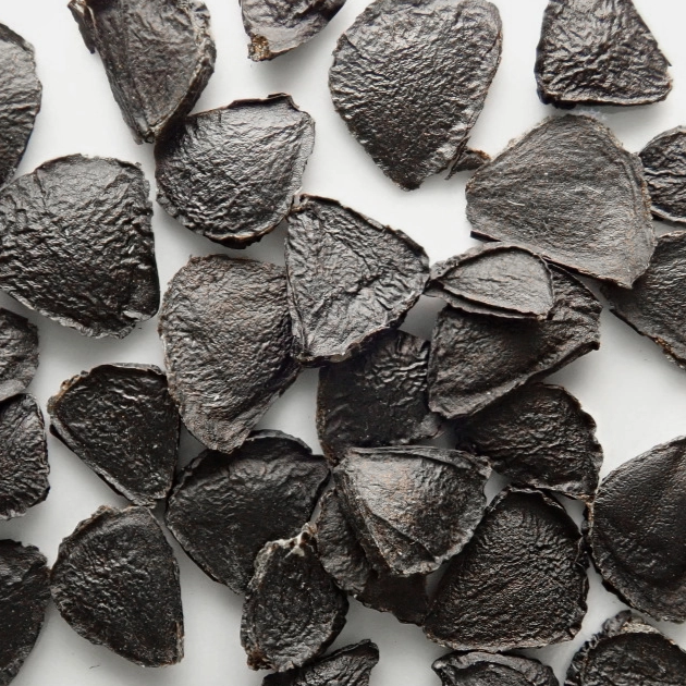 Agave lechuguilla 'Shin Dagger' - COLD HARDY - Seeds – Desertscape Nursery