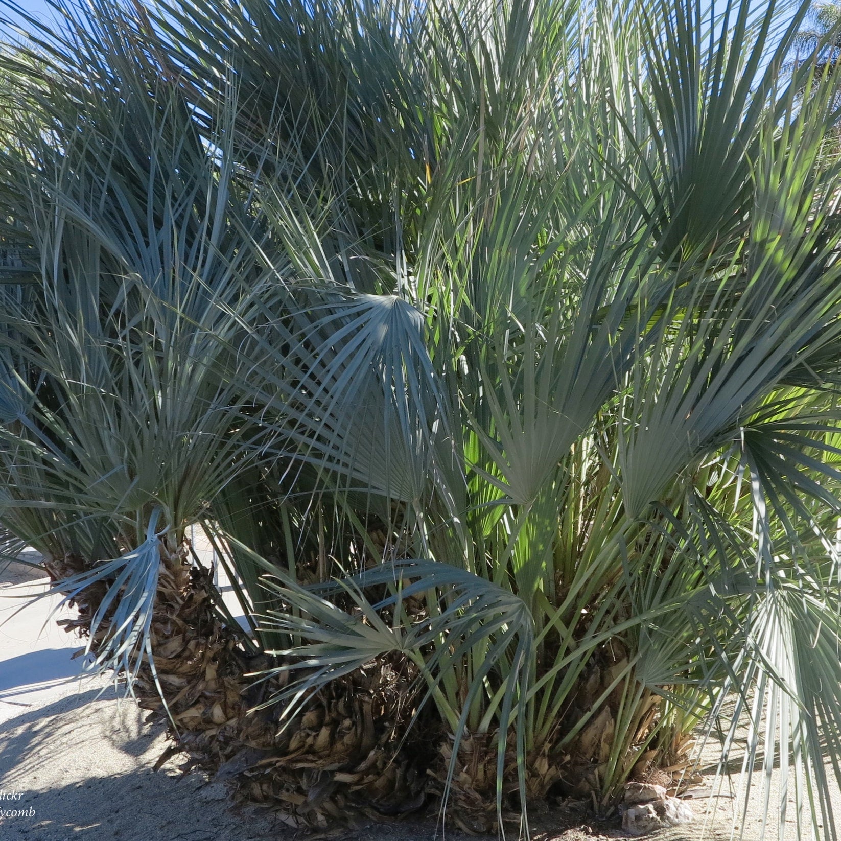 Nannorrhops ritchiana ‘Mazari Palm' COLD HARDY! – Desertscape Nursery
