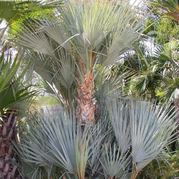 Nannorrhops ritchiana ‘Mazari Palm' COLD HARDY! – Desertscape Nursery