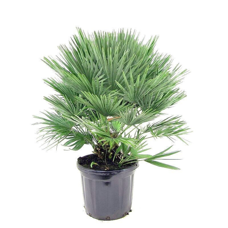 Chamaerops humilis 'Volcano' COLD HARDY – Desertscape Nursery