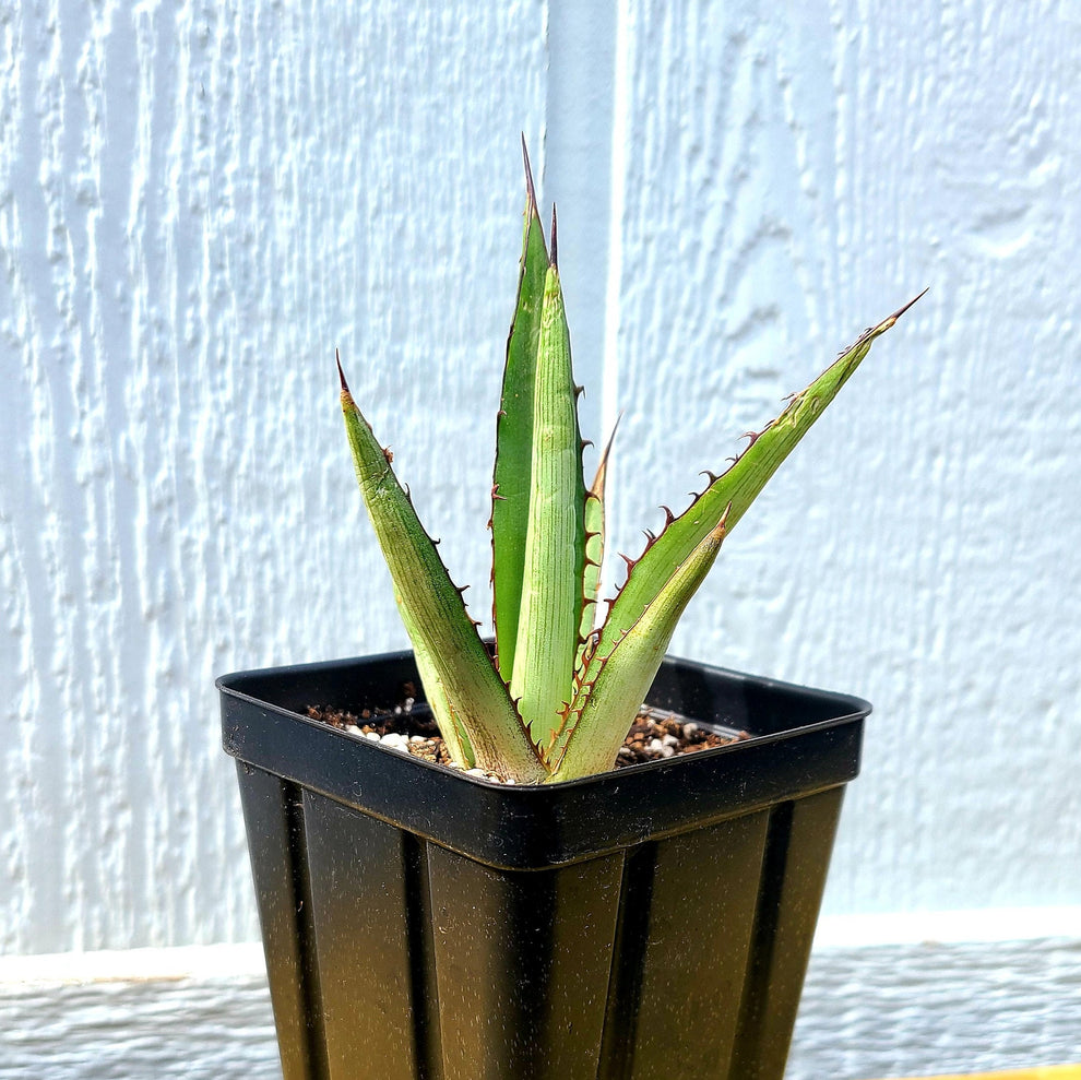 Agave lechuguilla 'Shin Dagger" COLD HARDY ZONE 6 – Desertscape Nursery