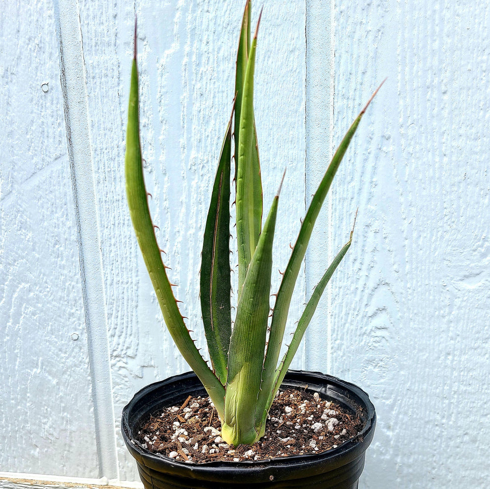 Agave lechuguilla 'Shin Dagger" COLD HARDY ZONE 6 – Desertscape Nursery