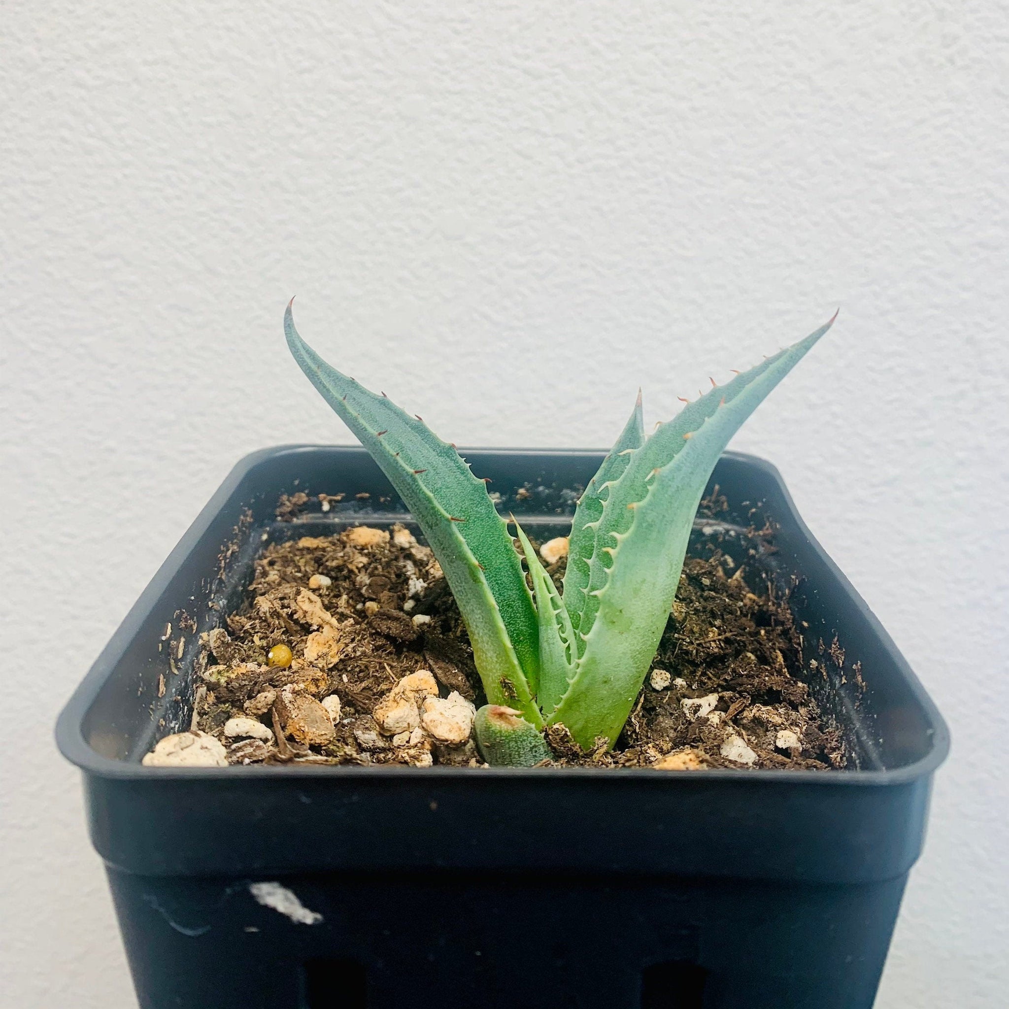 Agave havardiana 'Oregon' Century Plant - COLD HARDY ZONE 5 ...
