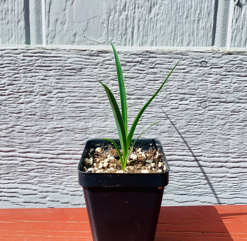 Yucca filifera 'Mexican Tree Yucca' Oregon COLD HARDY – Desertscape Nursery