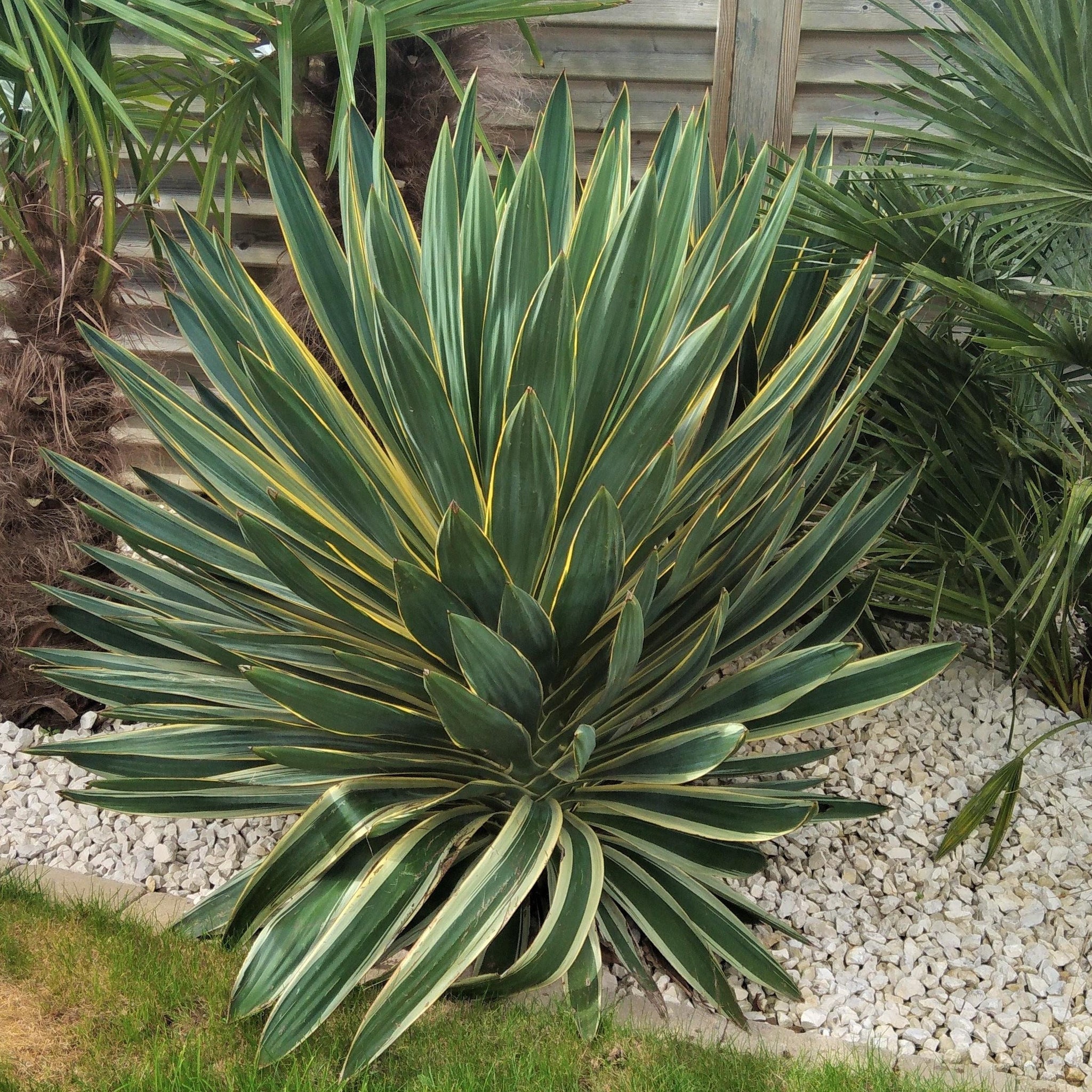 Yucca gloriosa 'Variegata' Spanish Dagger COLD HARDY – Desertscape Nursery