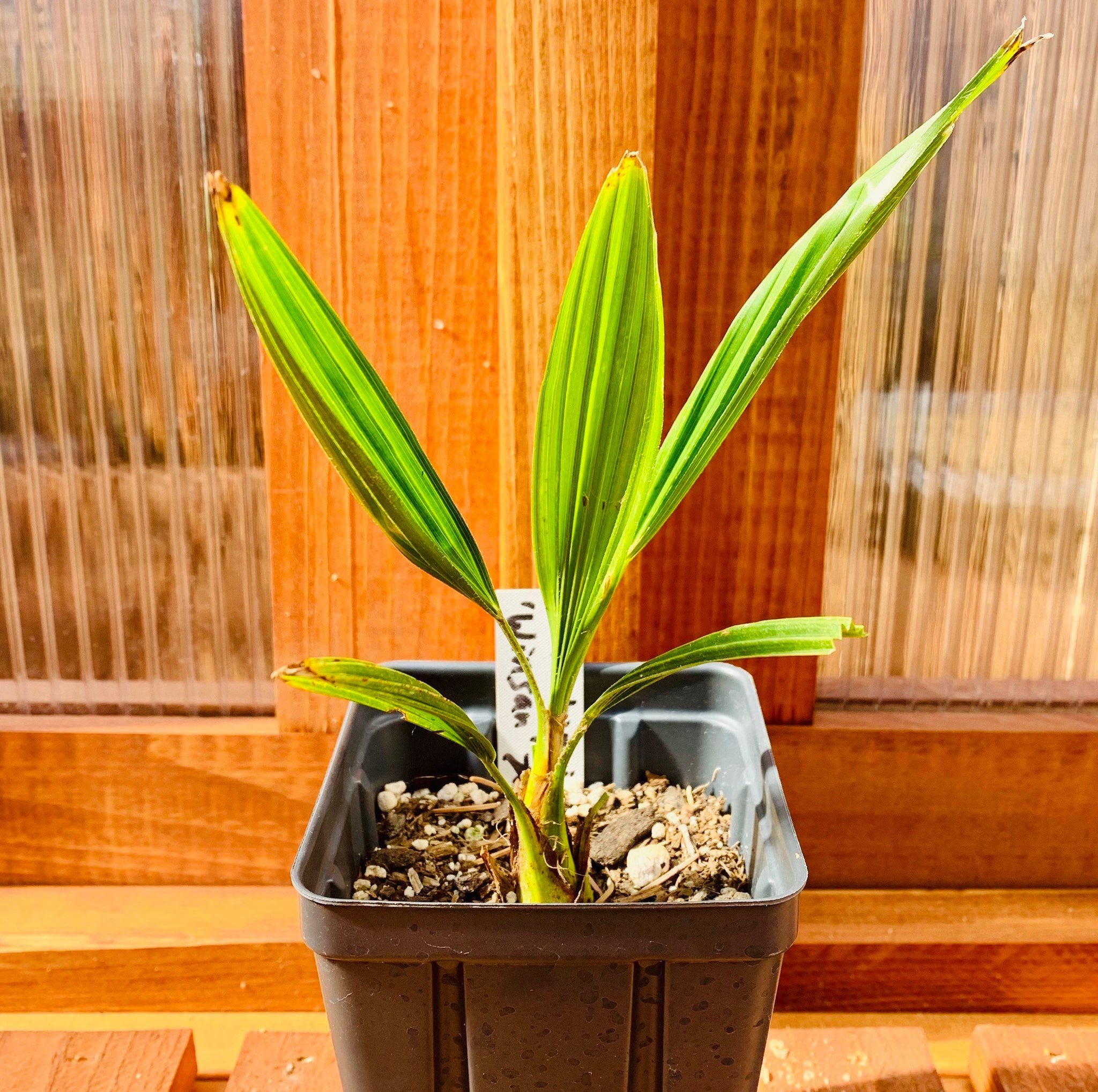 Trachycarpus fortunei 'Winsan' Windmill Palm COLD HARDY – Desertscape ...