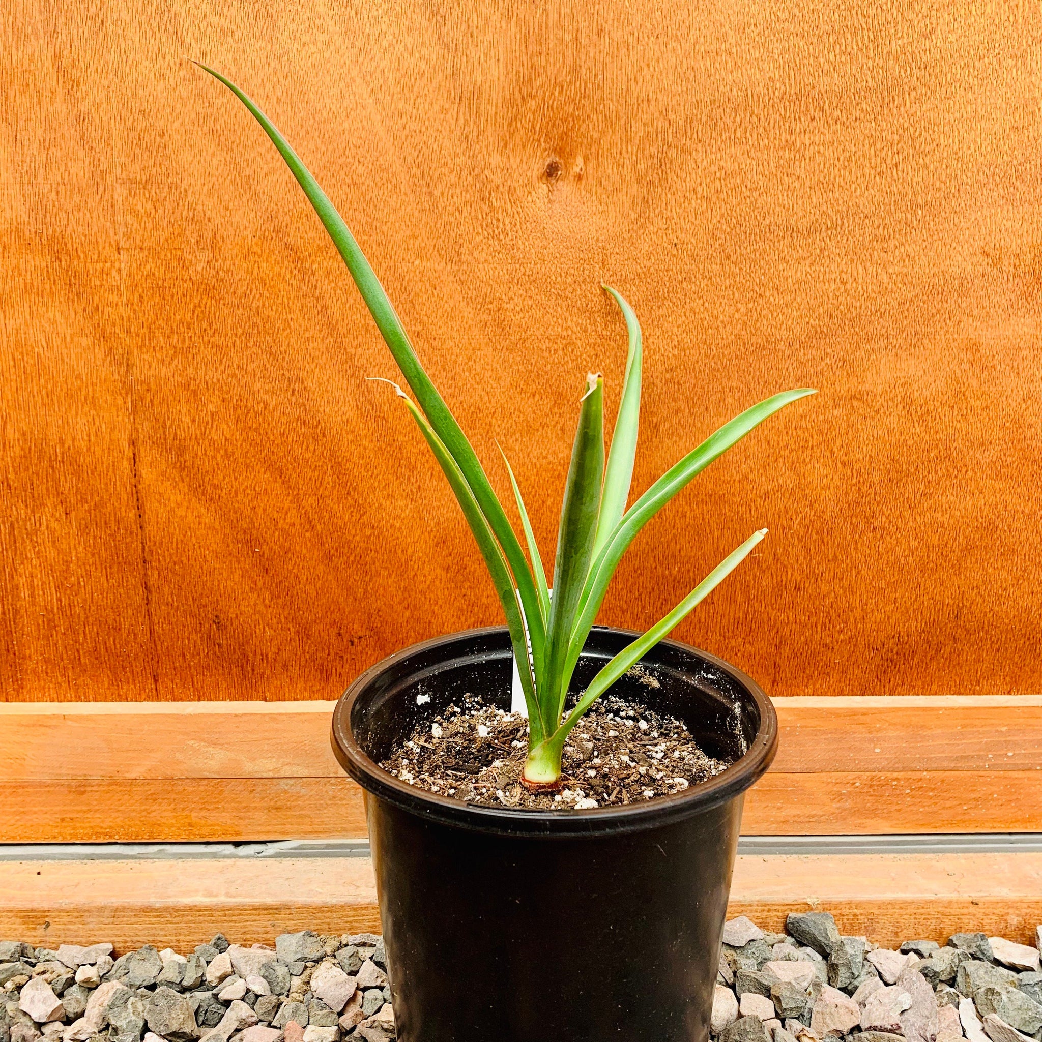Yucca filifera 'Mexican Tree Yucca' Oregon COLD HARDY – Desertscape Nursery