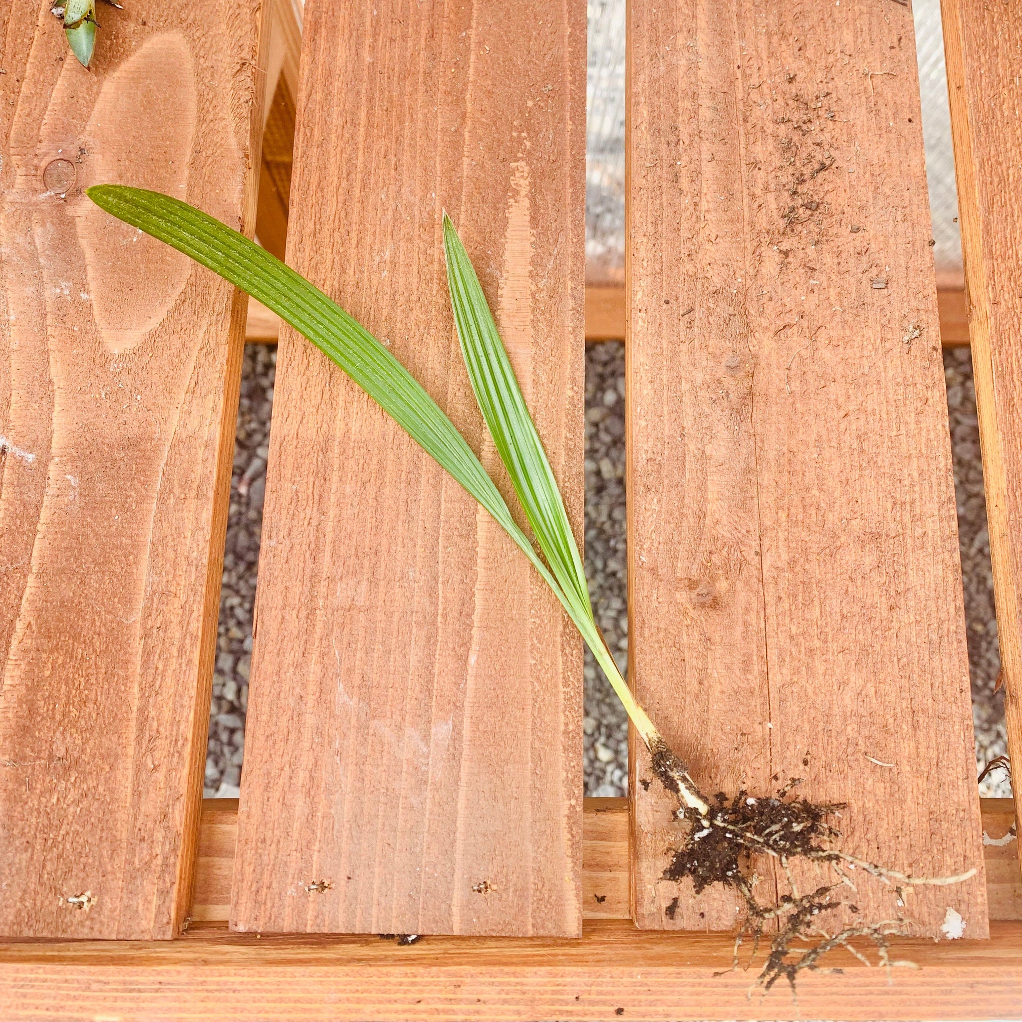 Trachycarpus fortunei 'Winsan' Windmill Palm COLD HARDY – Desertscape ...
