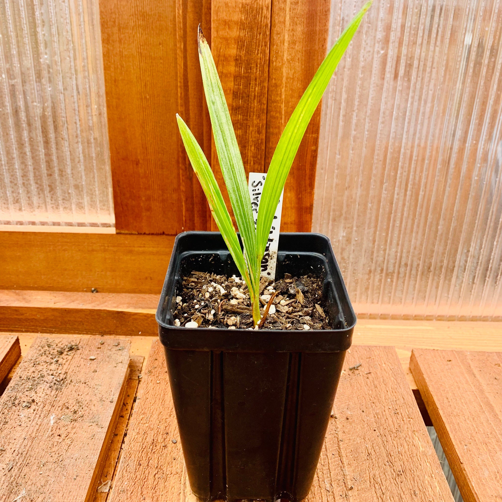Trachycarpus fortunei 'Winsan' Windmill Palm COLD HARDY – Desertscape ...