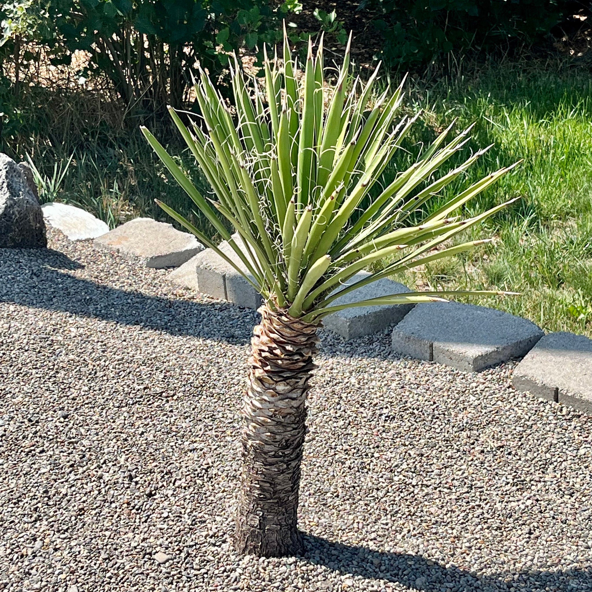 Yucca filifera 'Mexican Tree Yucca' Oregon COLD HARDY – Desertscape Nursery