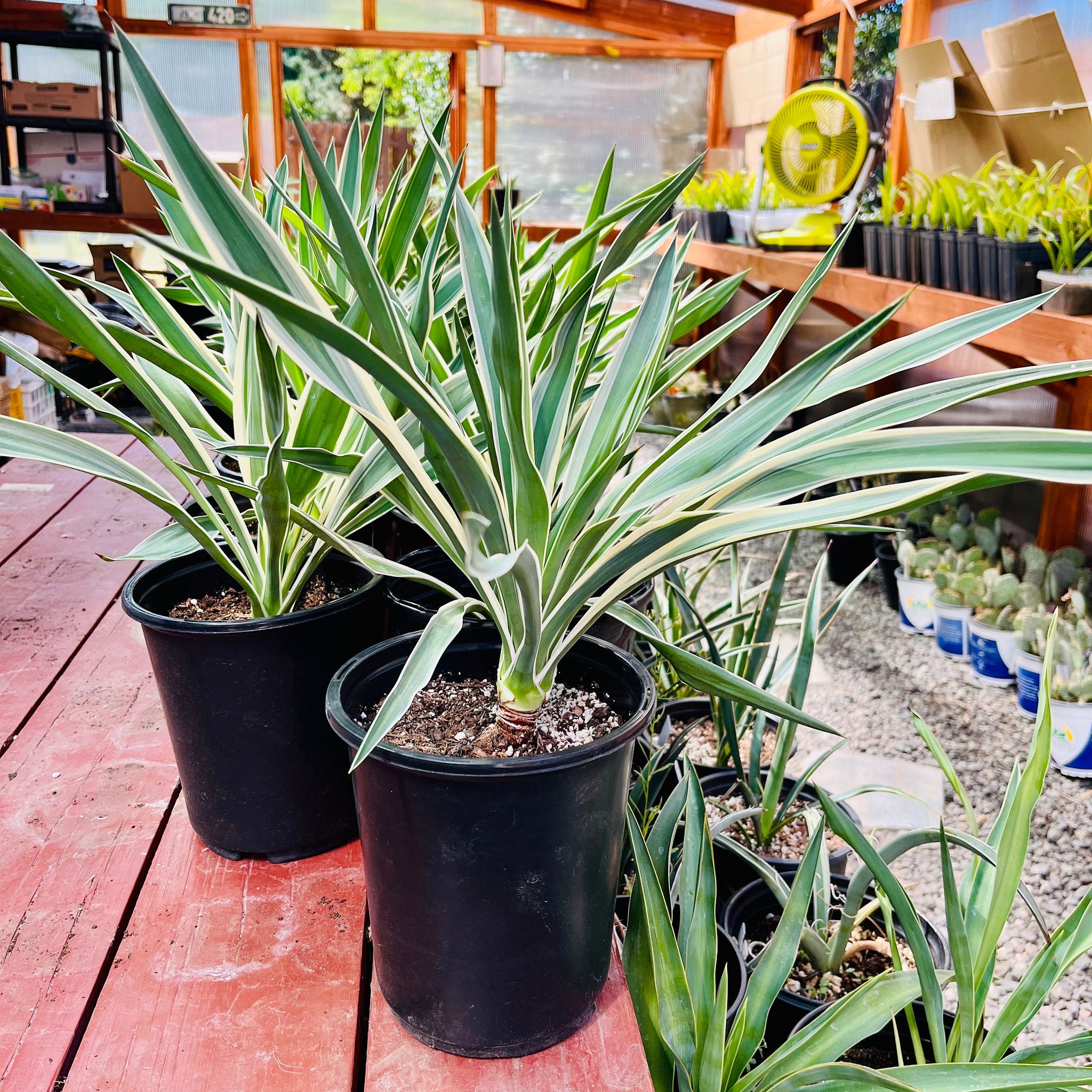Yucca gloriosa 'Variegata' Spanish Dagger COLD HARDY – Desertscape Nursery
