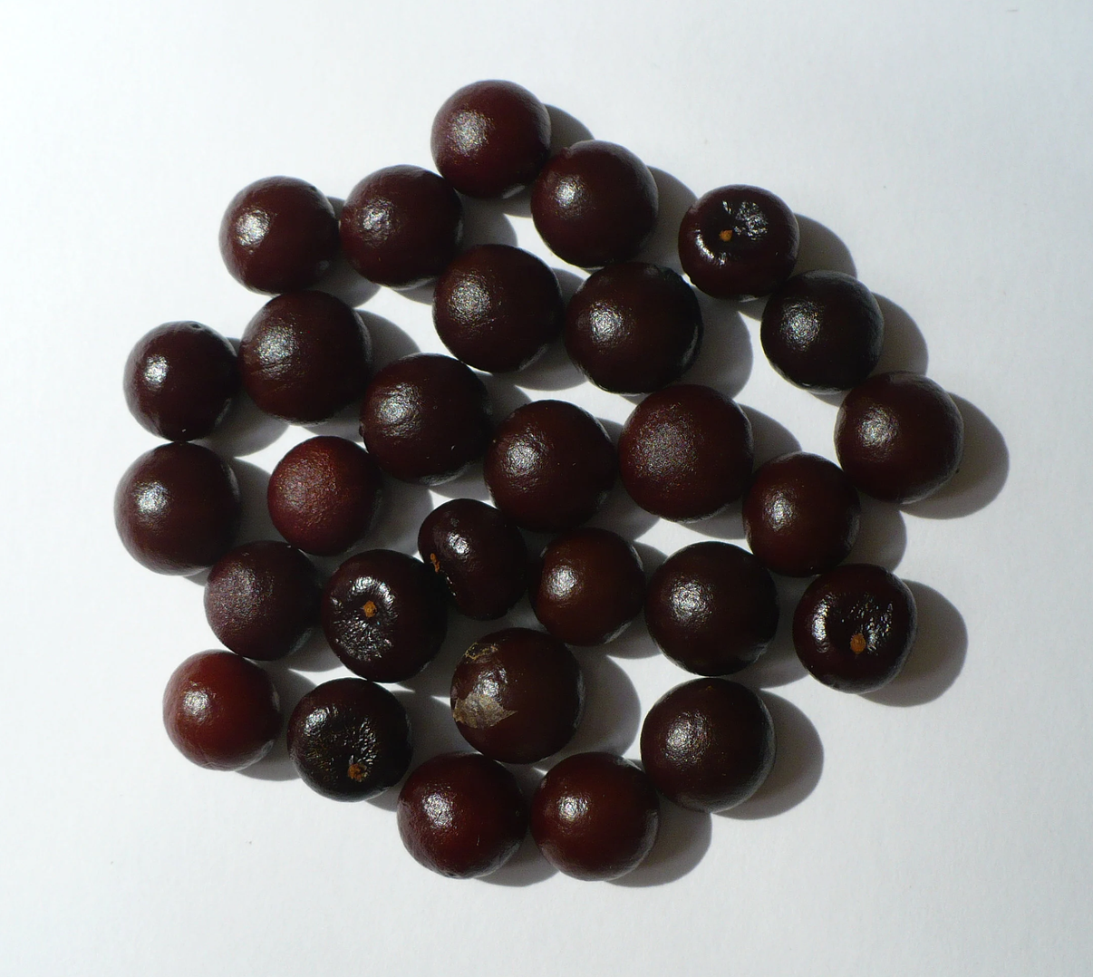 Sabal minor ‘McCurtain' COLD HARDY Seeds – Desertscape Nursery